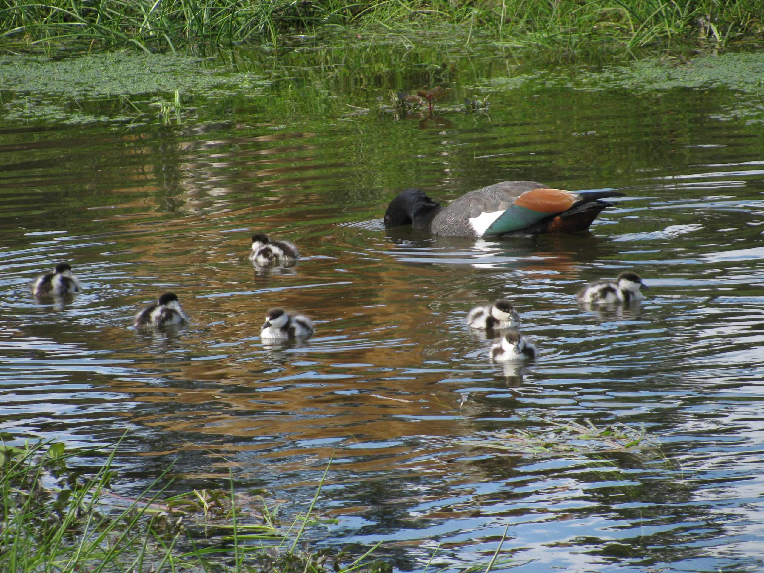Ducklings!